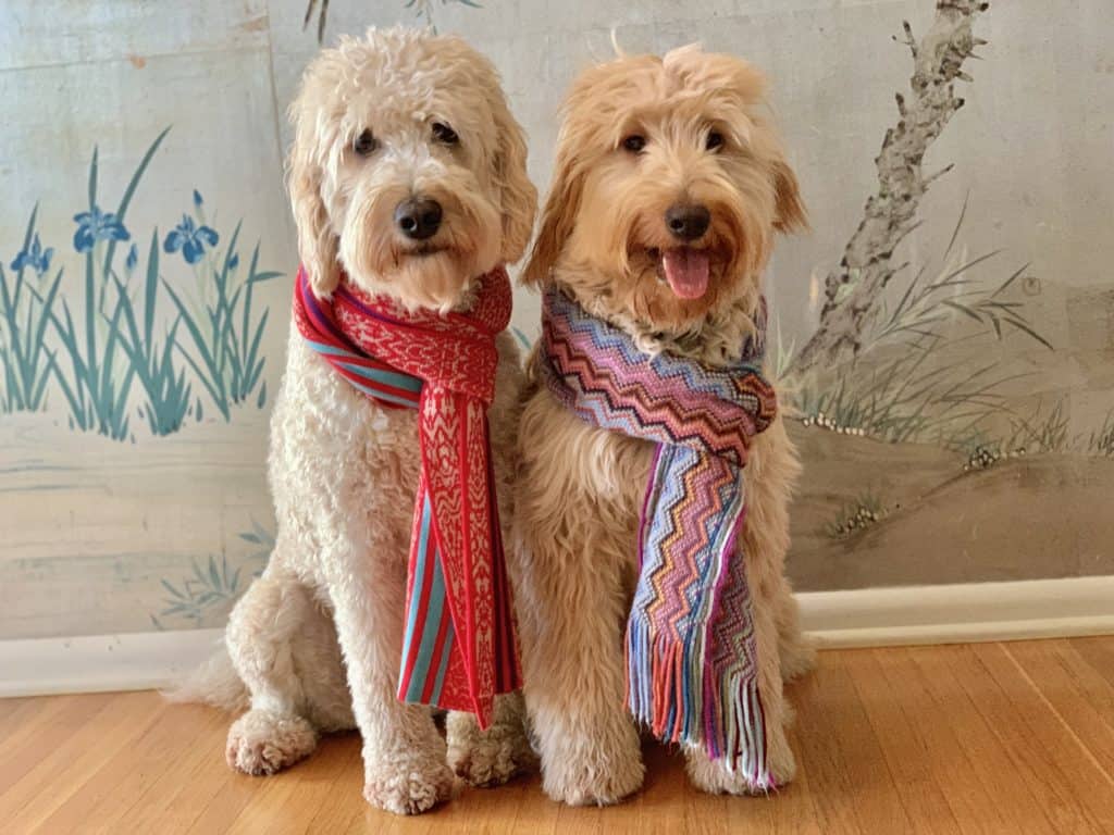 Our Doodle Gallery - Timber Rock Doodles