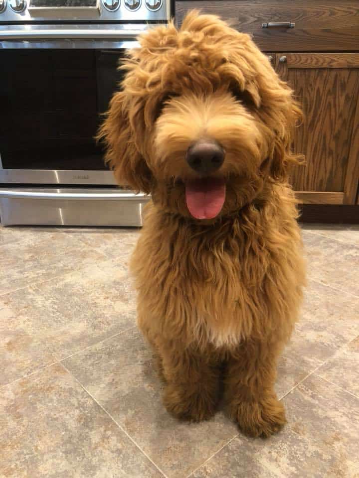 Our Doodle Gallery - Timber Rock Doodles