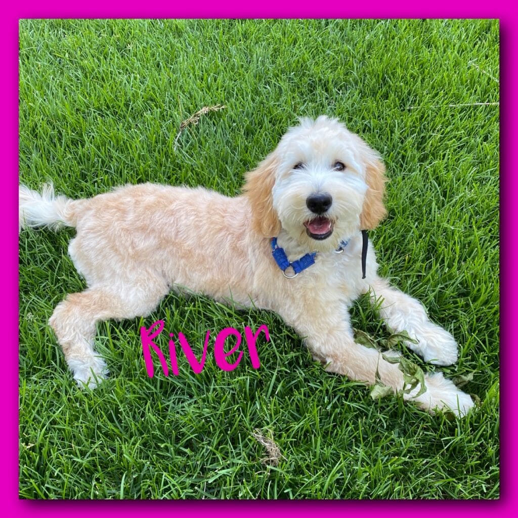 Meet Our Parents | Timber Rock Doodles