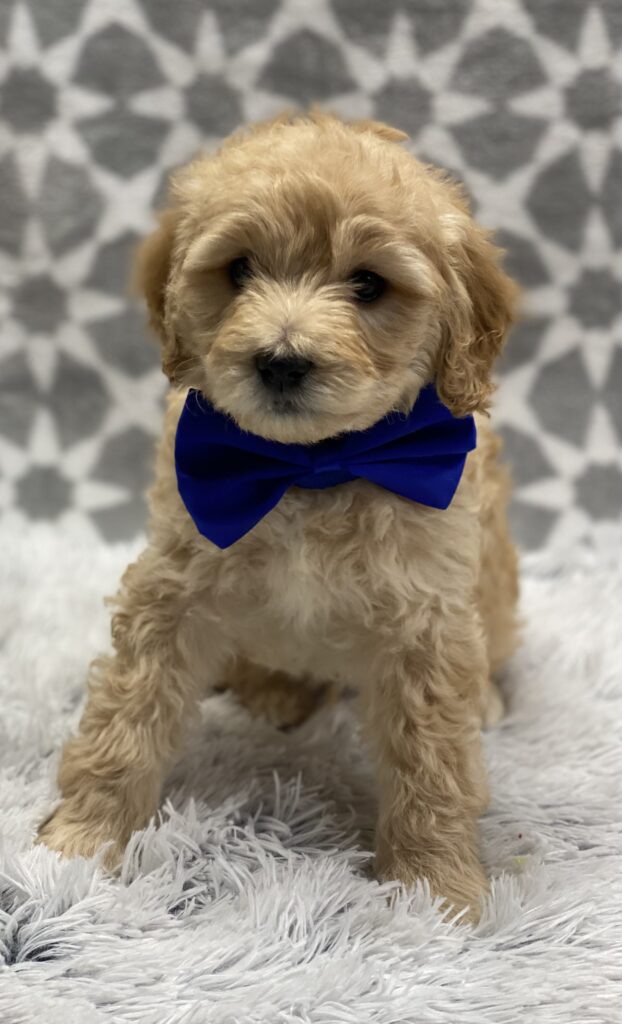 Available & Upcoming Puppies - Timber Rock Doodles