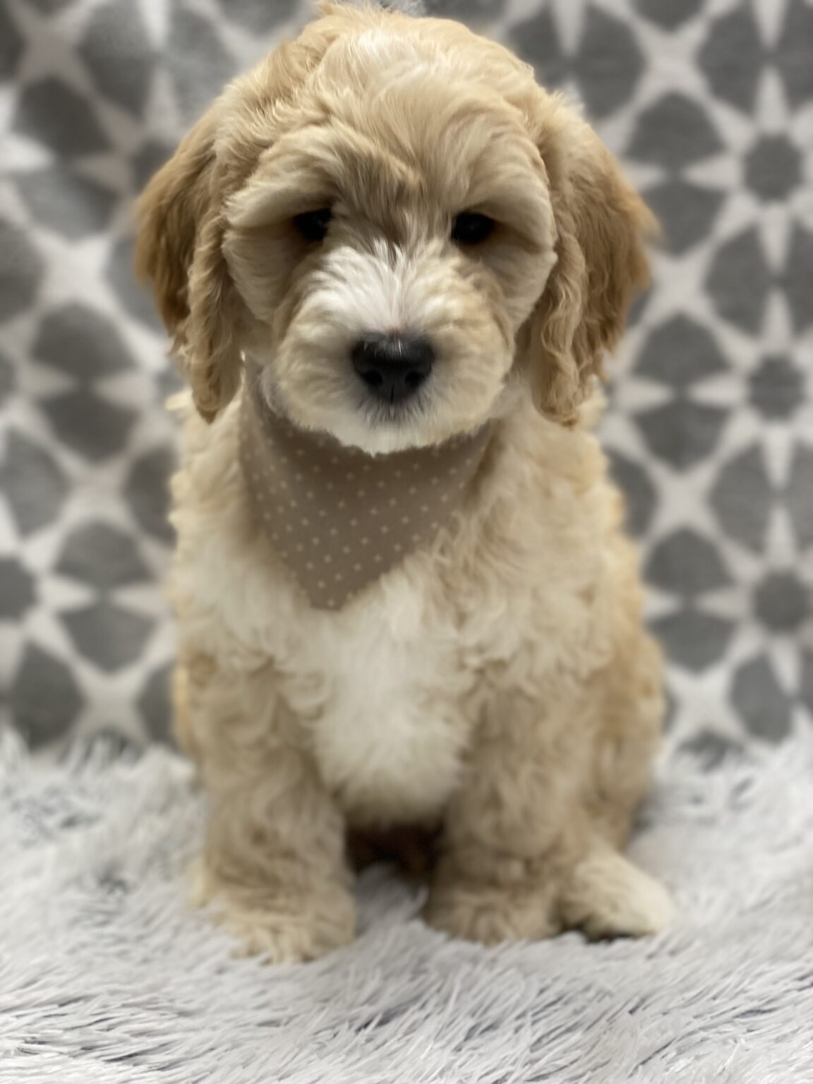 Available & Upcoming Puppies - Timber Rock Doodles