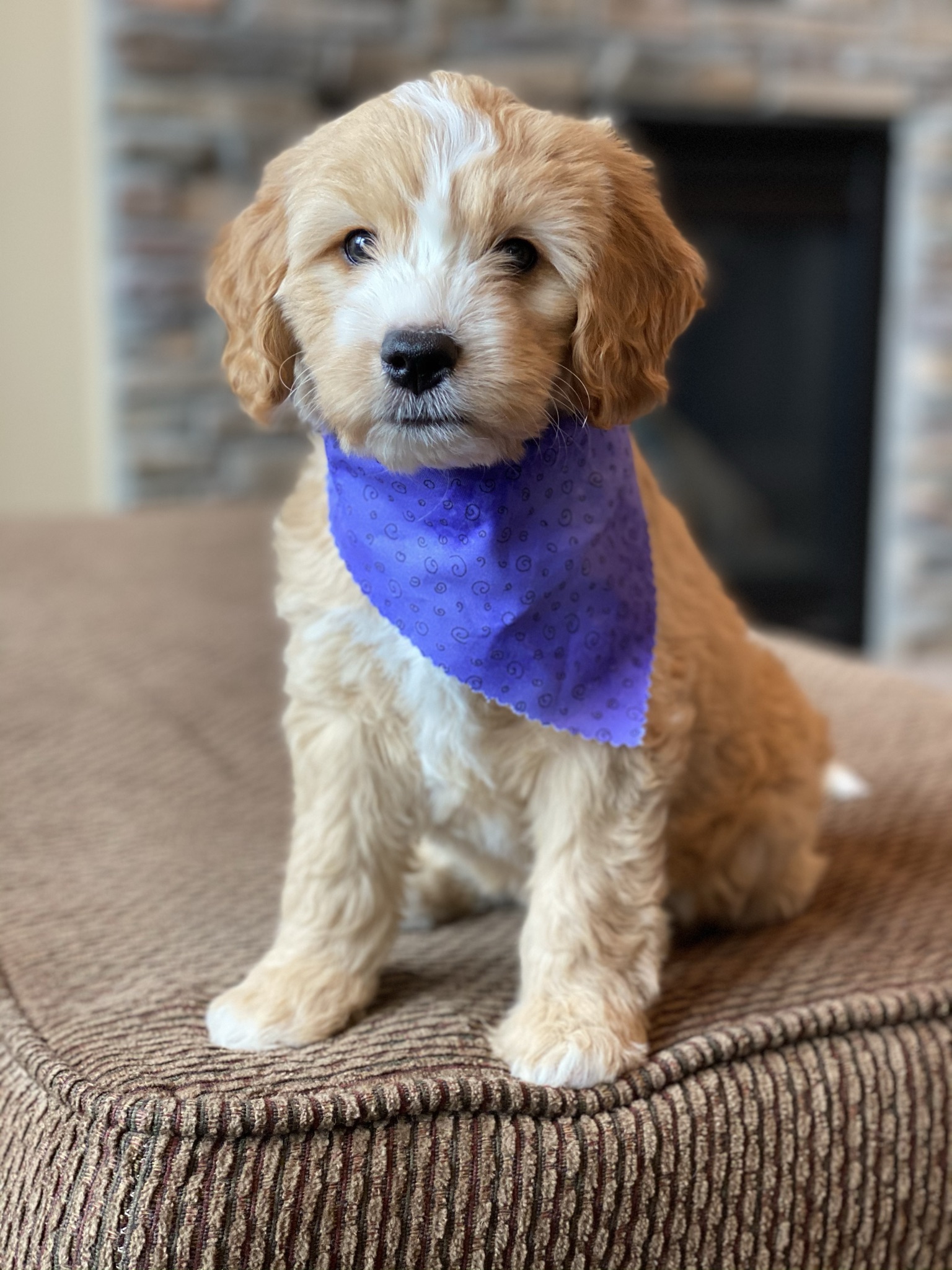 Available & Upcoming Puppies - Timber Rock Doodles