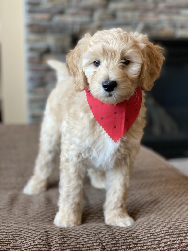 Available & Upcoming Puppies - Timber Rock Doodles